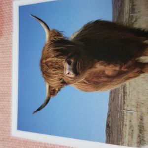 Office | M Highland Cow Sticker Western Farmhouse Decor Highland Cattle ...